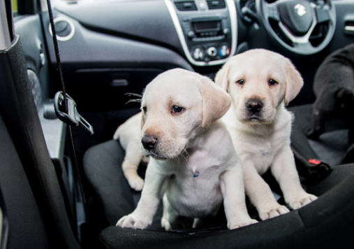 SA Guide Dogs Association